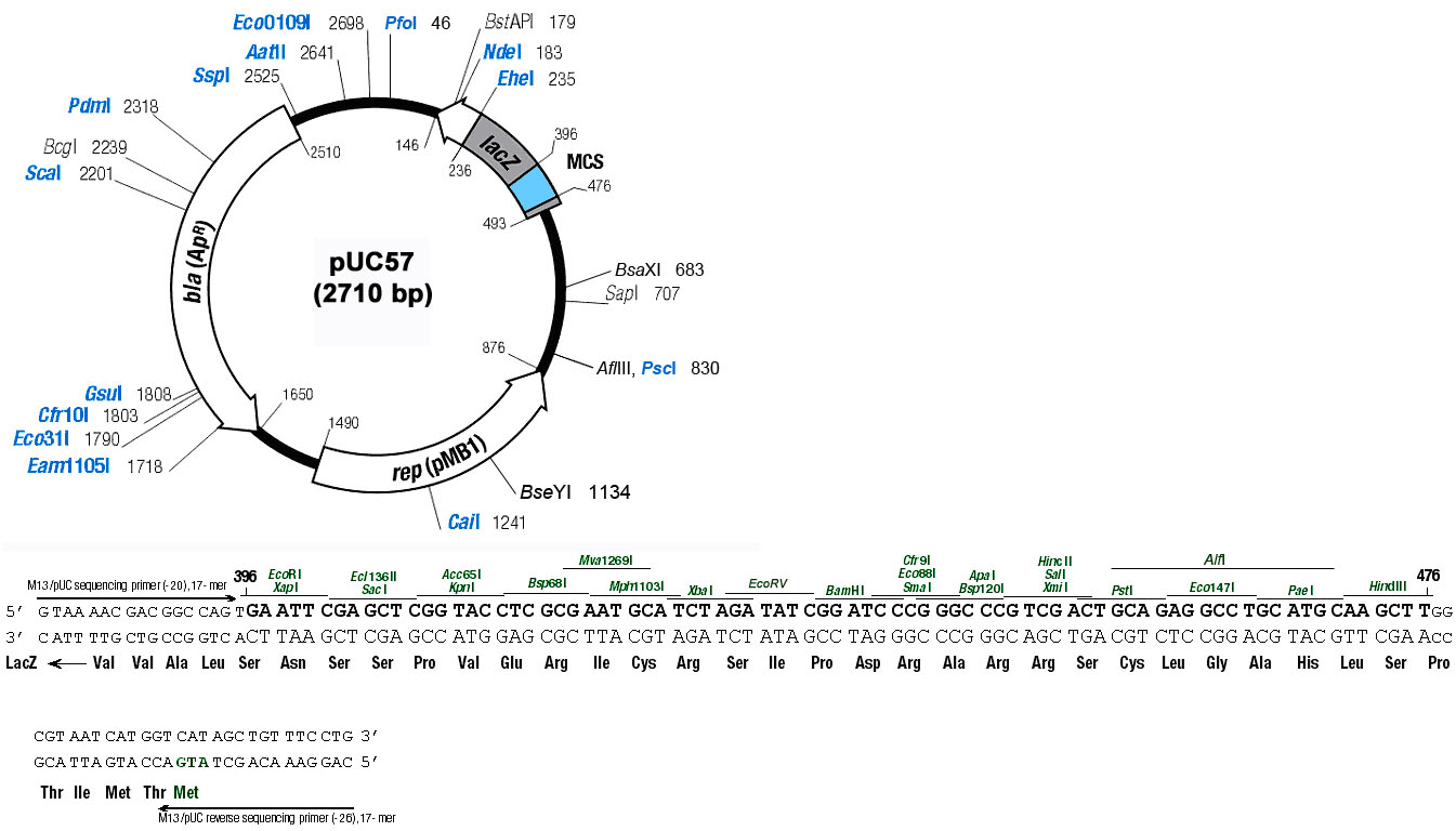 基因合成服务-金斯瑞