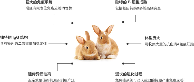 Monorab™兔单克隆抗体定制服务 金斯瑞