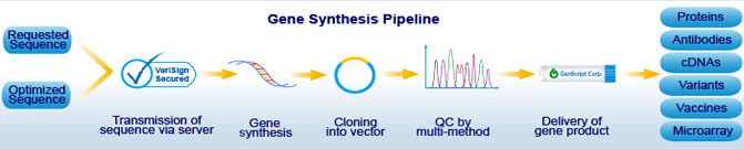 基因合成服务-金斯瑞
