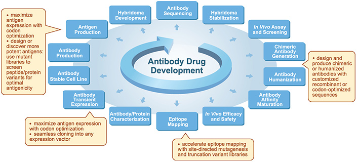 Therapeutic Antibodies
