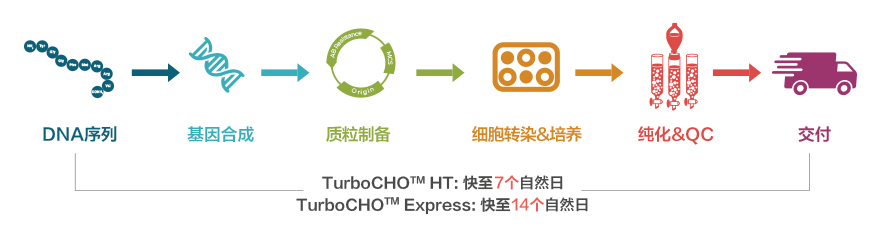 TurboCHO™抗体表达平台 - 金斯瑞