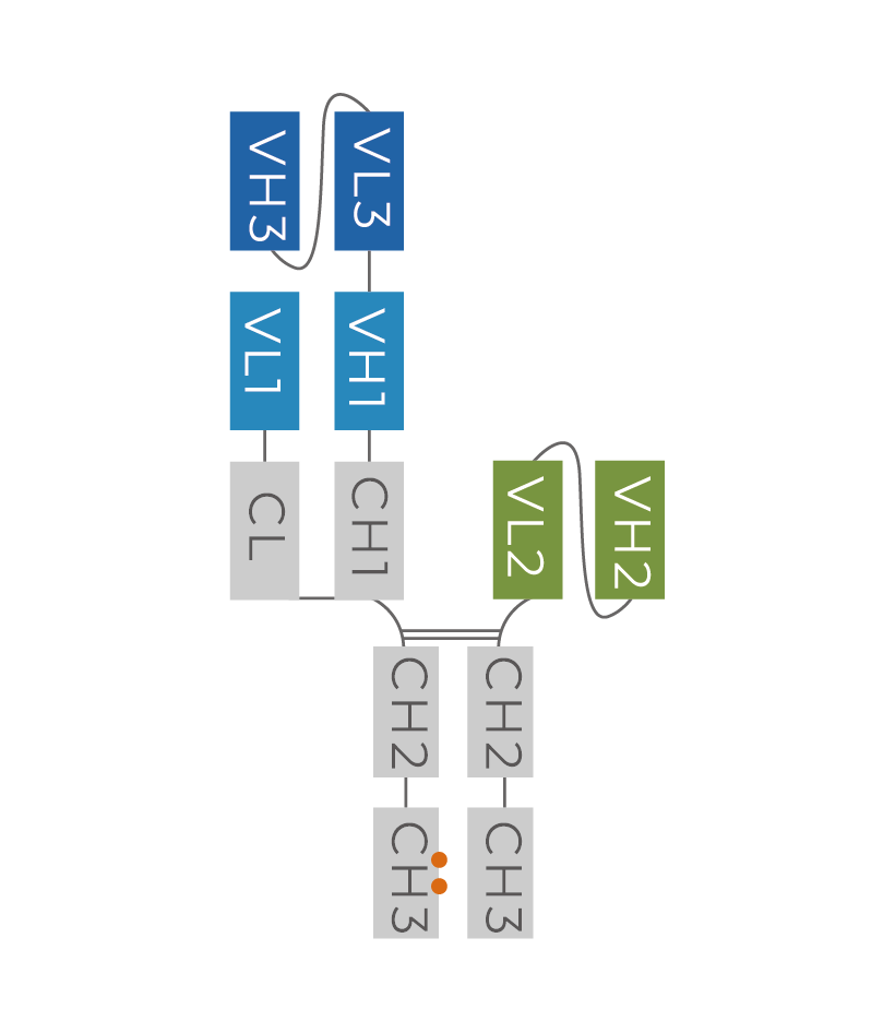 金斯瑞TurboCHO™双特异性抗体表达