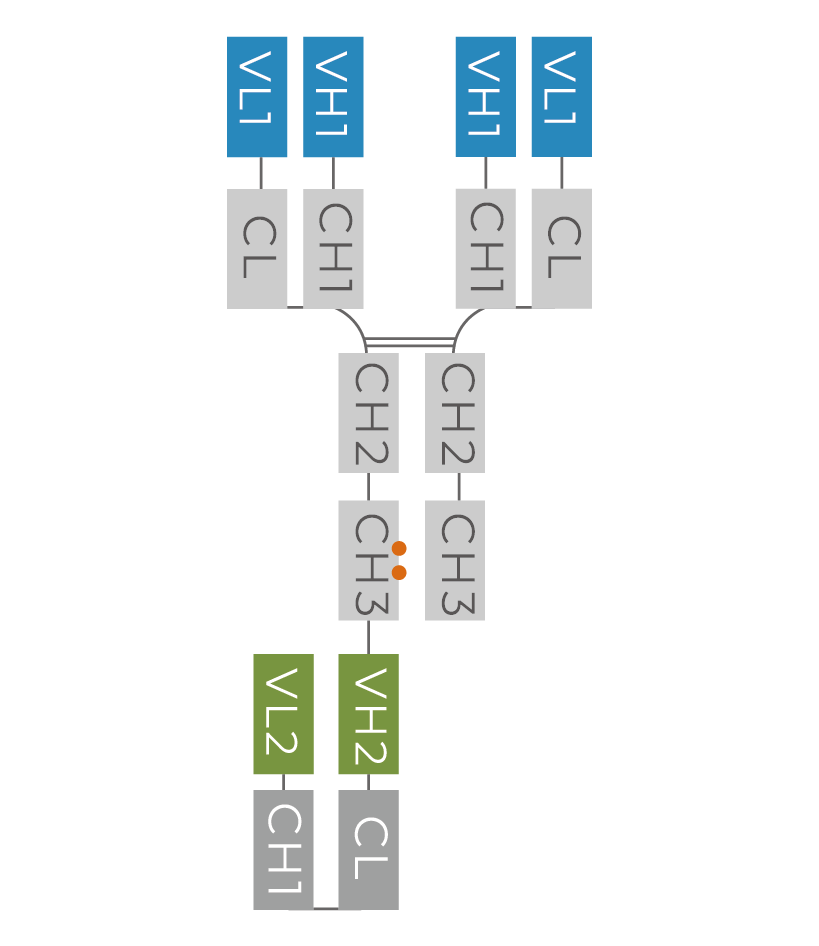 金斯瑞TurboCHO™双特异性抗体表达