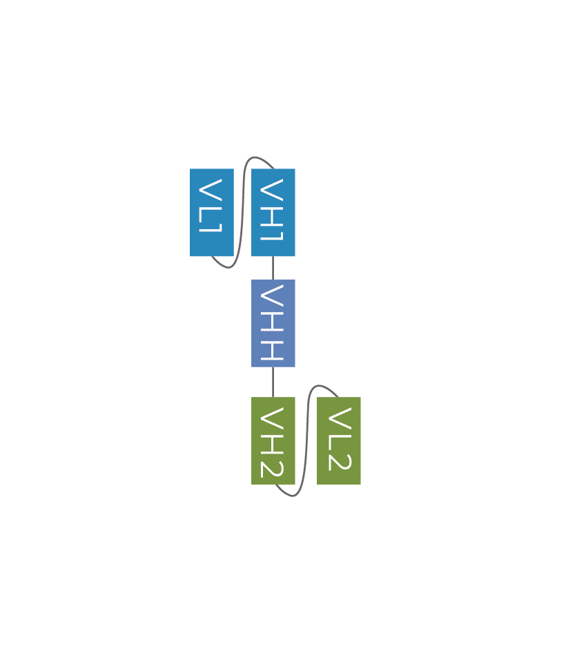 金斯瑞TurboCHO™双特异性抗体表达