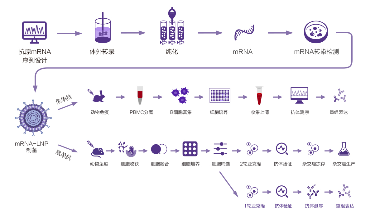 靶向多次跨膜蛋白抗体开发的新型解决方案 — mRNA 抗原免疫
