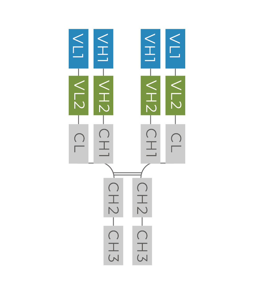 金斯瑞TurboCHO™双特异性抗体表达