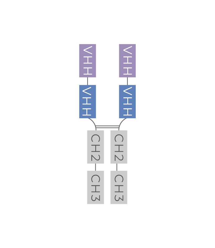 金斯瑞TurboCHO™双特异性抗体表达