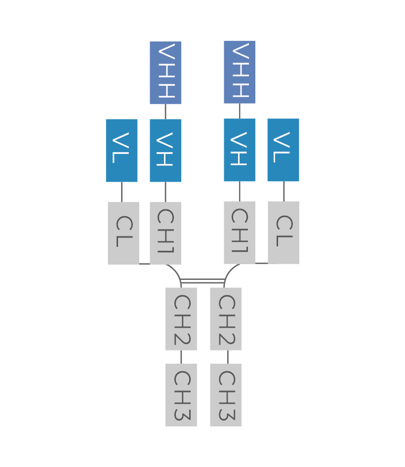 金斯瑞TurboCHO™双特异性抗体表达